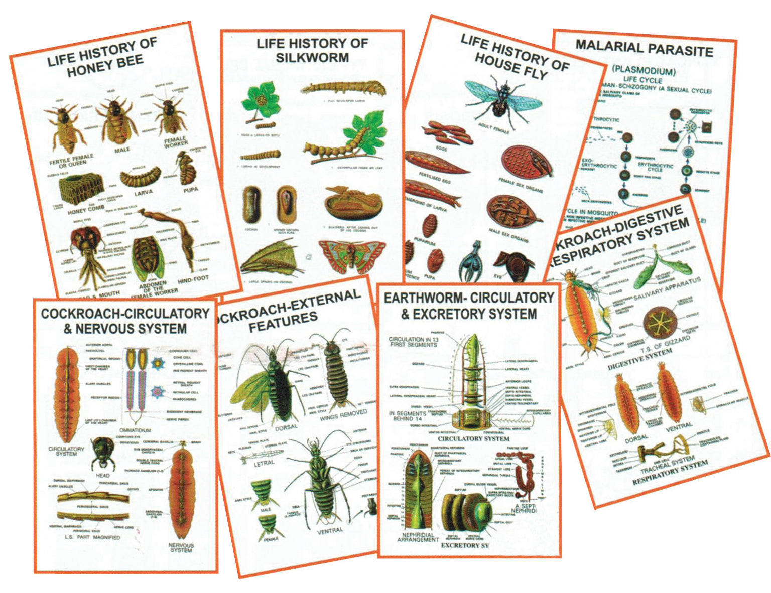 Zoology Charts — Eisco Labs