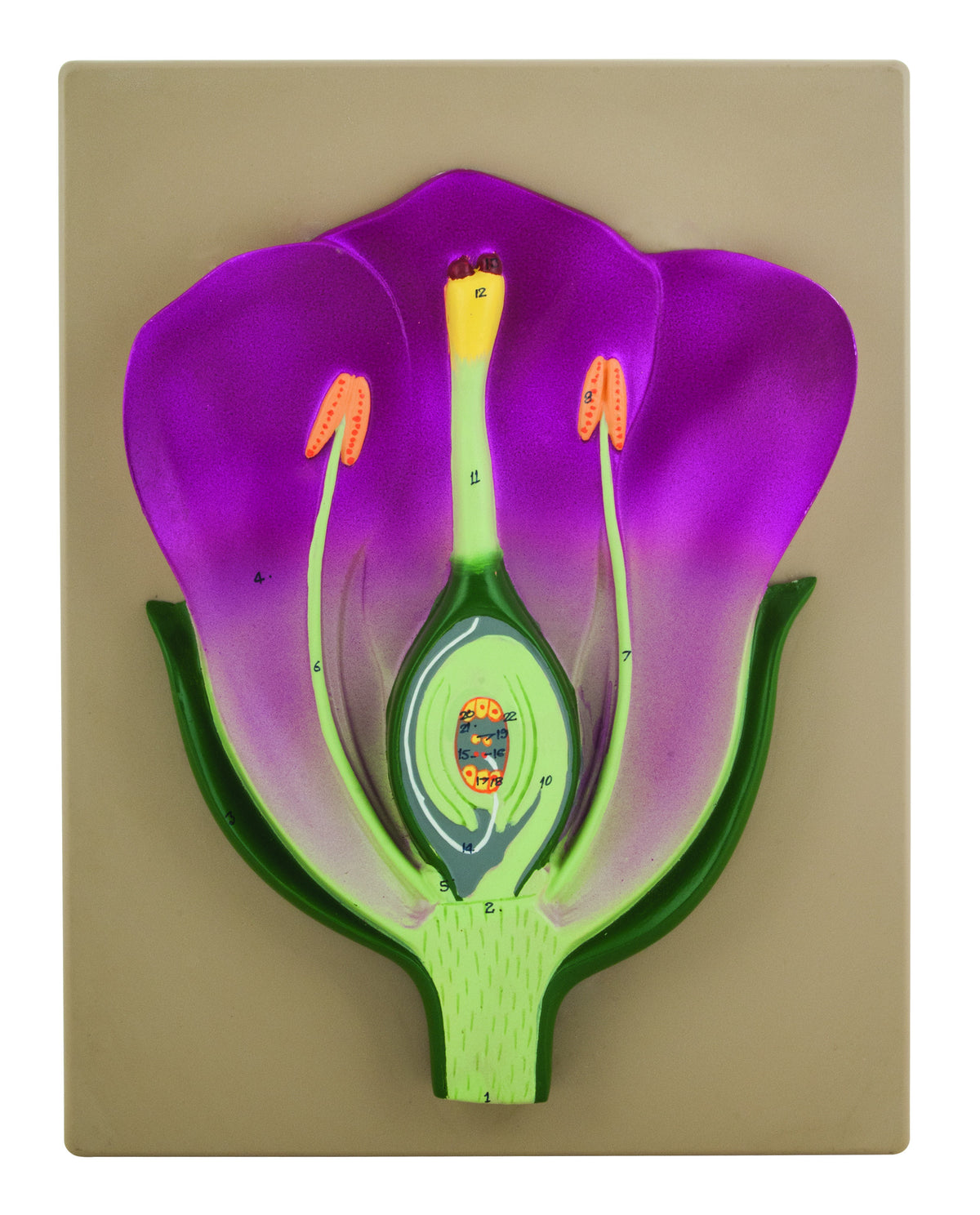 Typical Flower Model, Three Dimensional, Vertical Section with Hand Pa ...