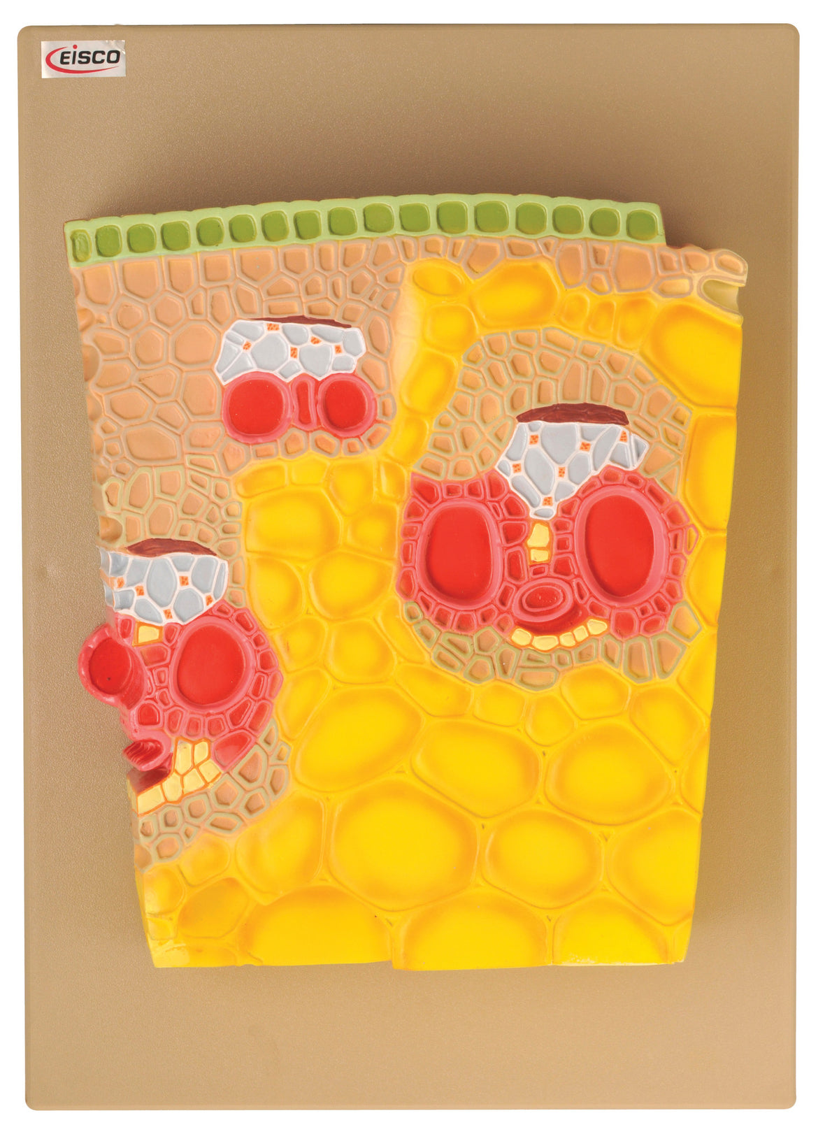 Model Tissue Structure — Eisco Labs