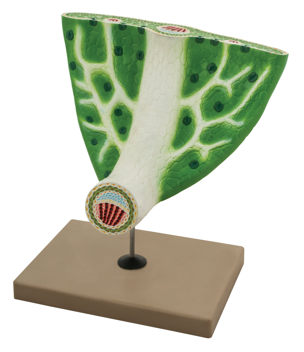 Model Leaf Anatomy — Eisco Labs