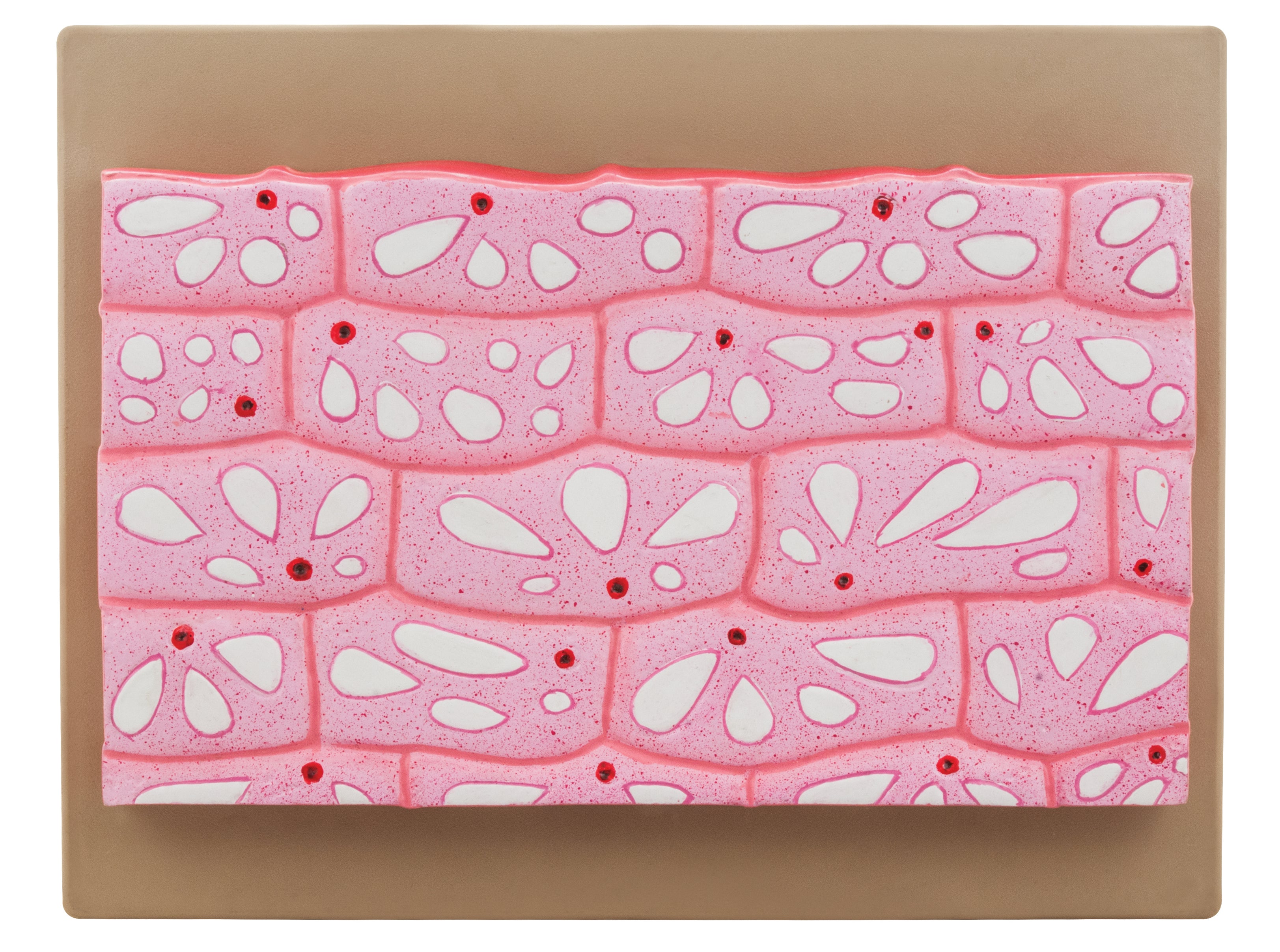 Model Onion Epidermal Cell — Eisco Labs