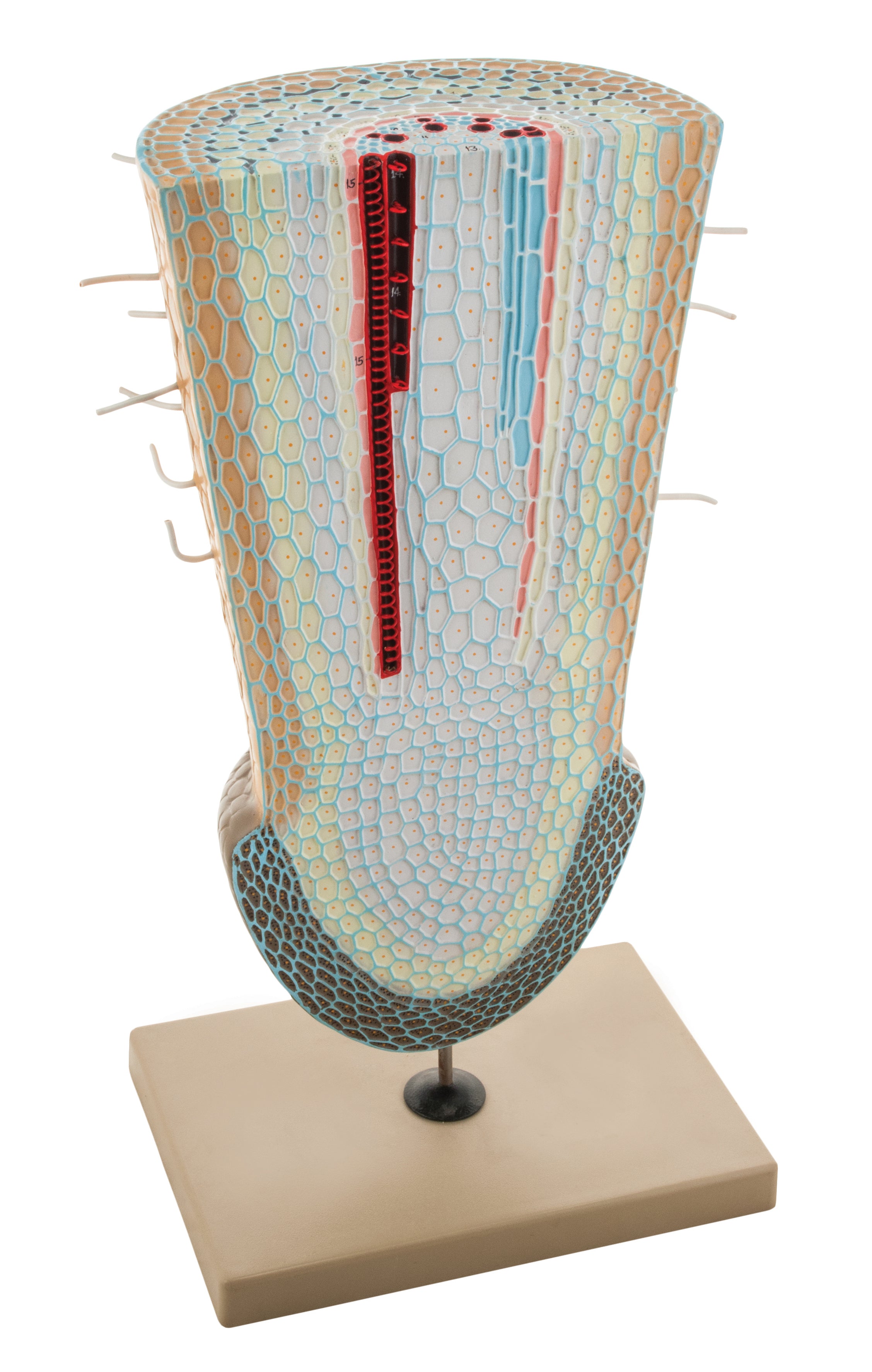 Root Tip Model, on Stand - Eisco Labs