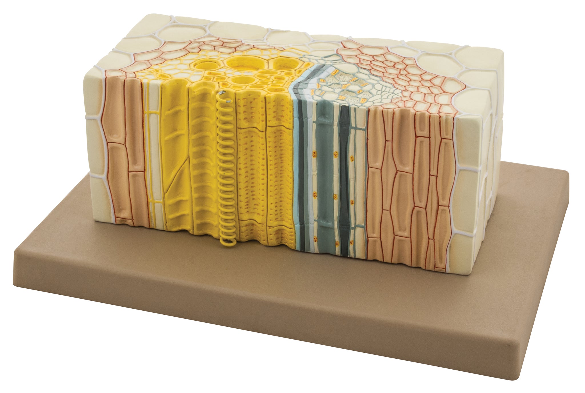 Botany Models — Eisco Labs