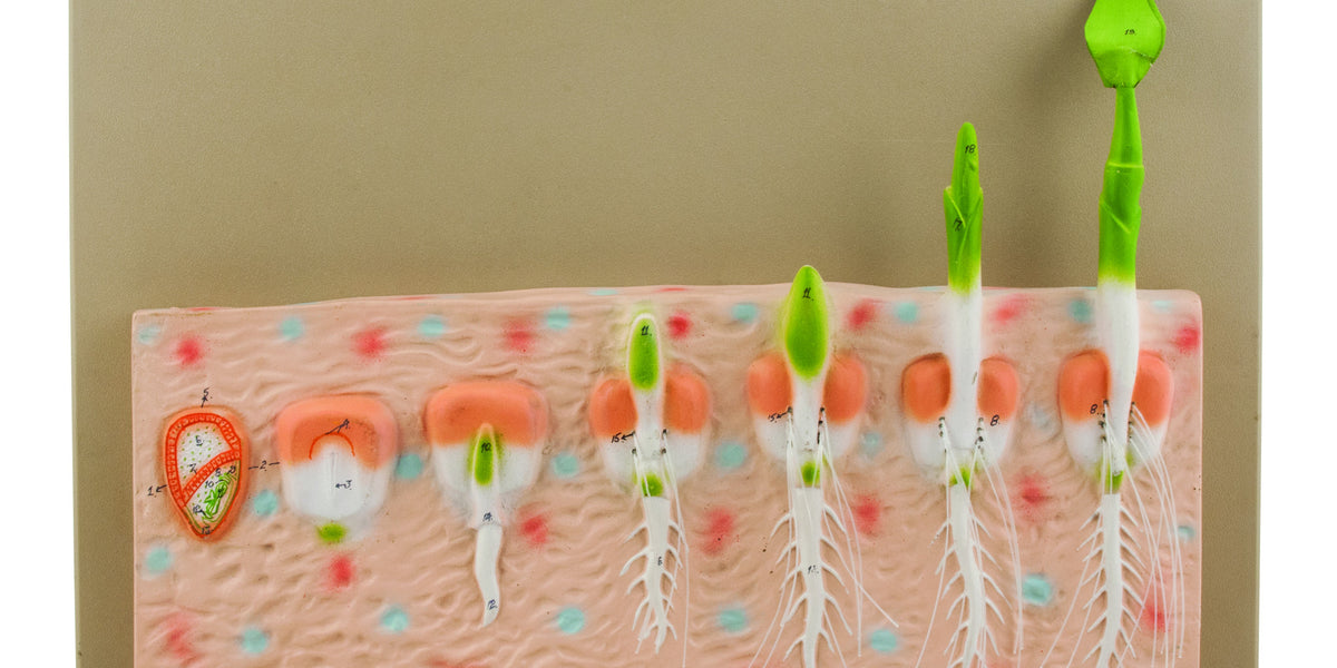 Model Monocot Seed Germination (Maize) — Eisco Labs