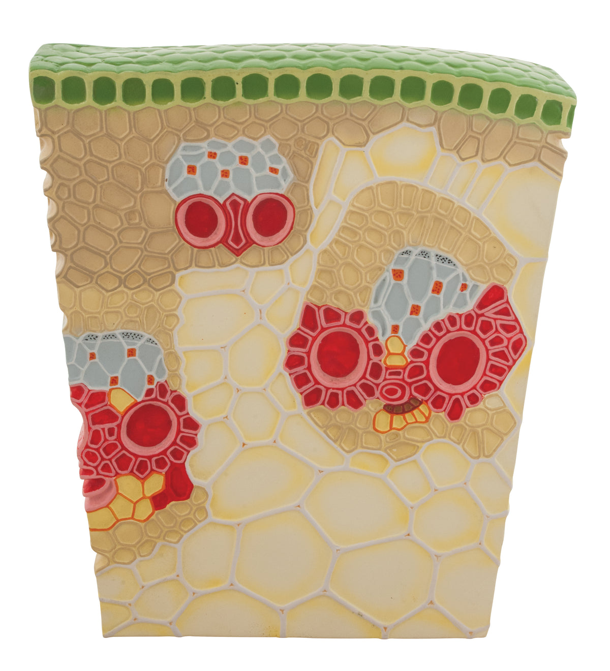 Model Tissue Structure of Tree Shoot — Eisco Labs