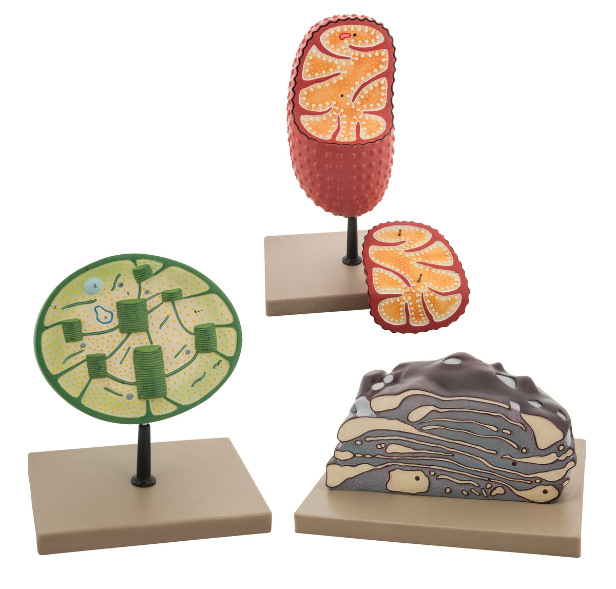 Model Ultra Structure of Cell — Eisco Labs