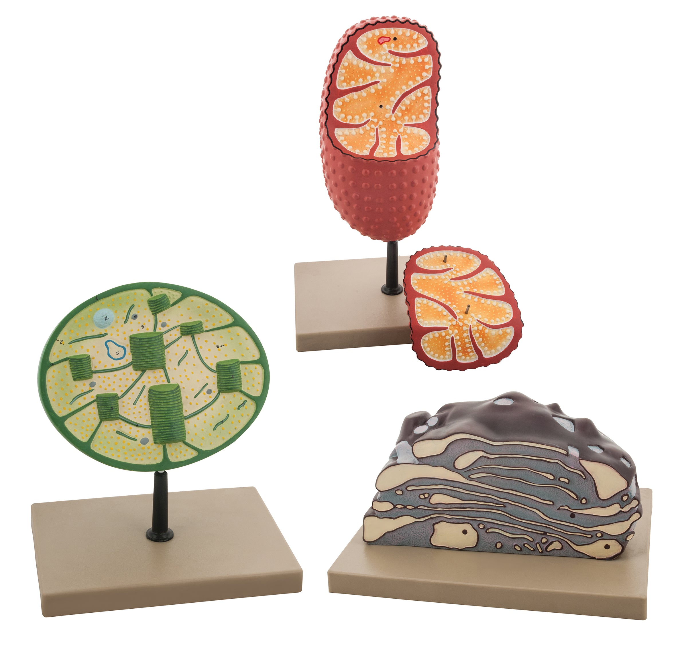 Model Ultra Structure of Cell — Eisco Labs