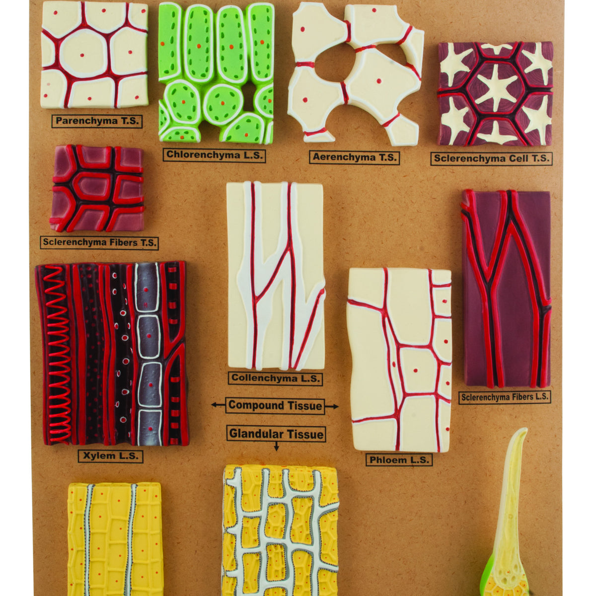 Model Type of Plant Tissues — Eisco Labs