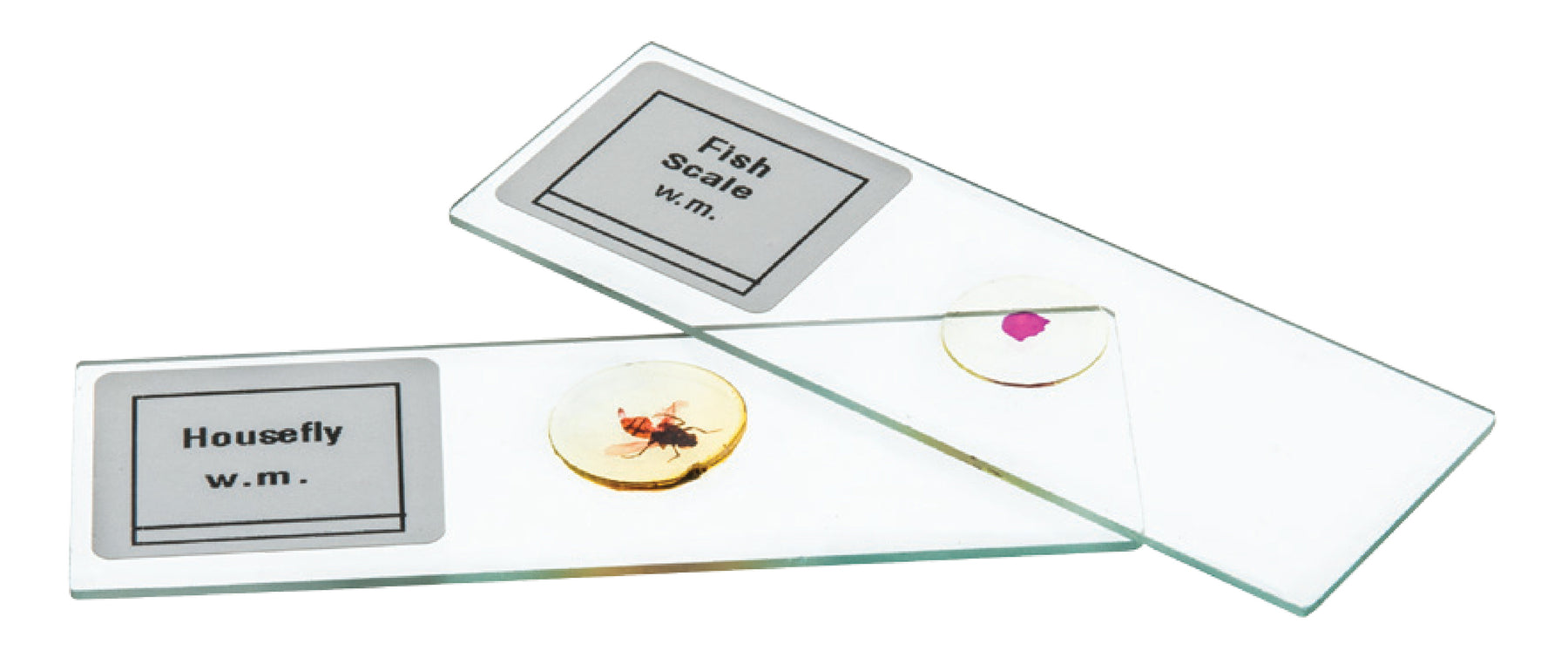 Microscope Slide Set - Basic Biology — Eisco Labs