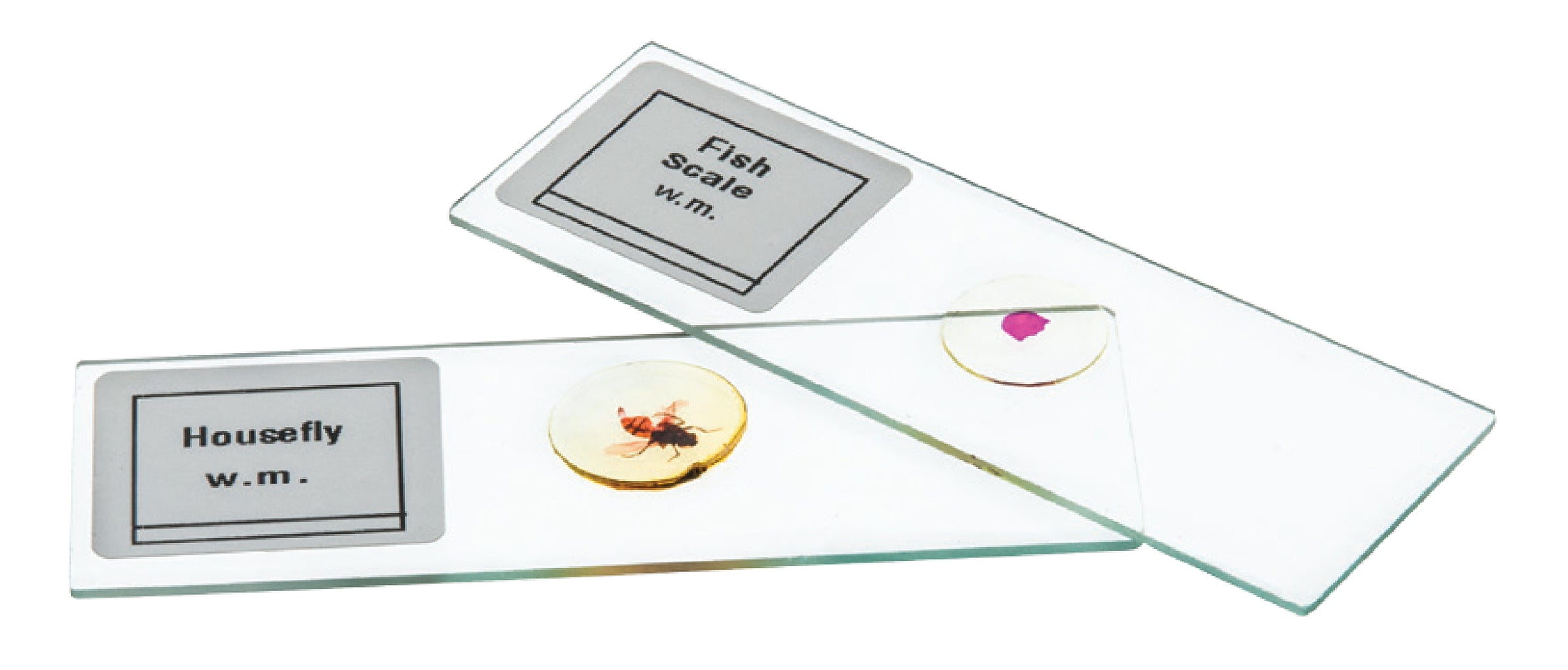 Microscope Slide Set - Basic Biology — Eisco Labs