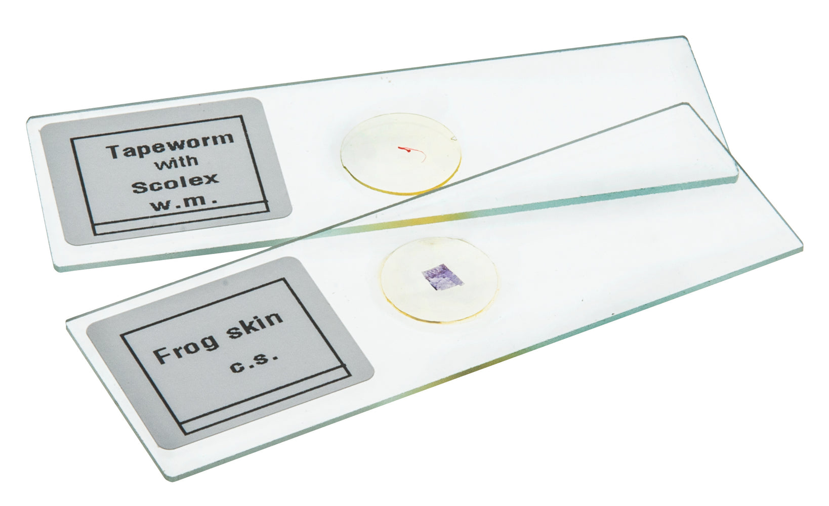 Microscope Slide Set Algae Beginner Set of 6 Slides — Eisco Labs