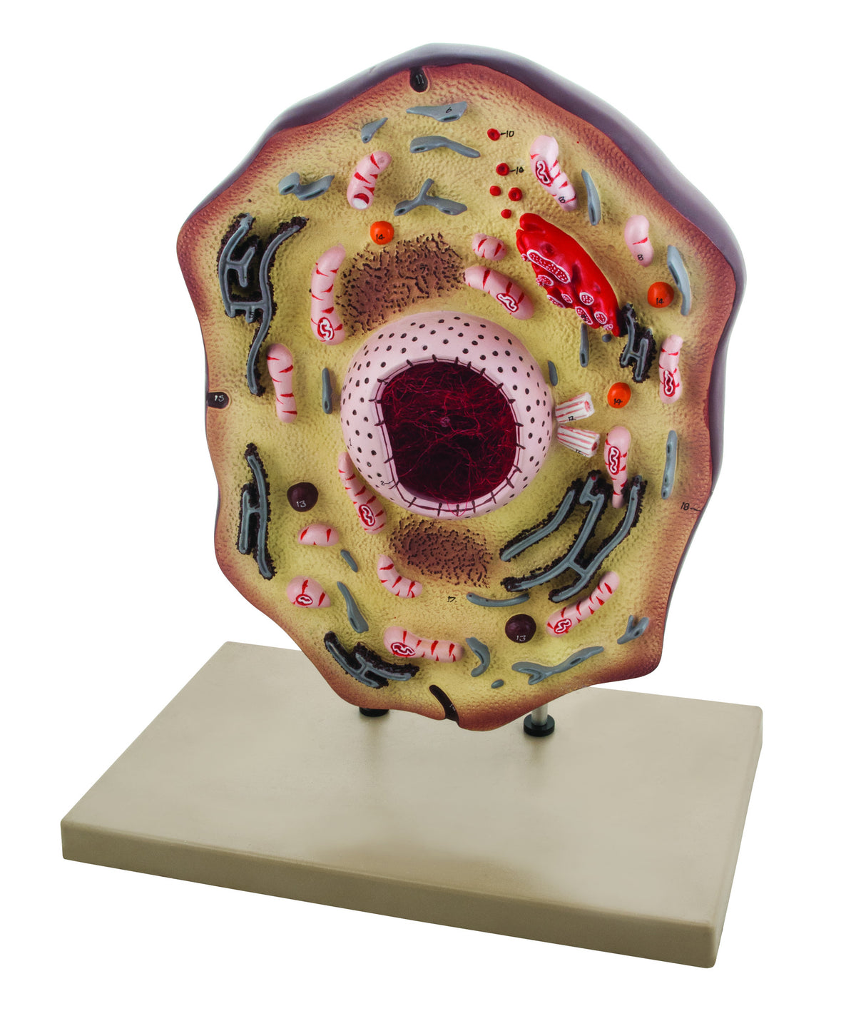 EISCO Animal Cell Model, Hand Painted — Eisco Labs