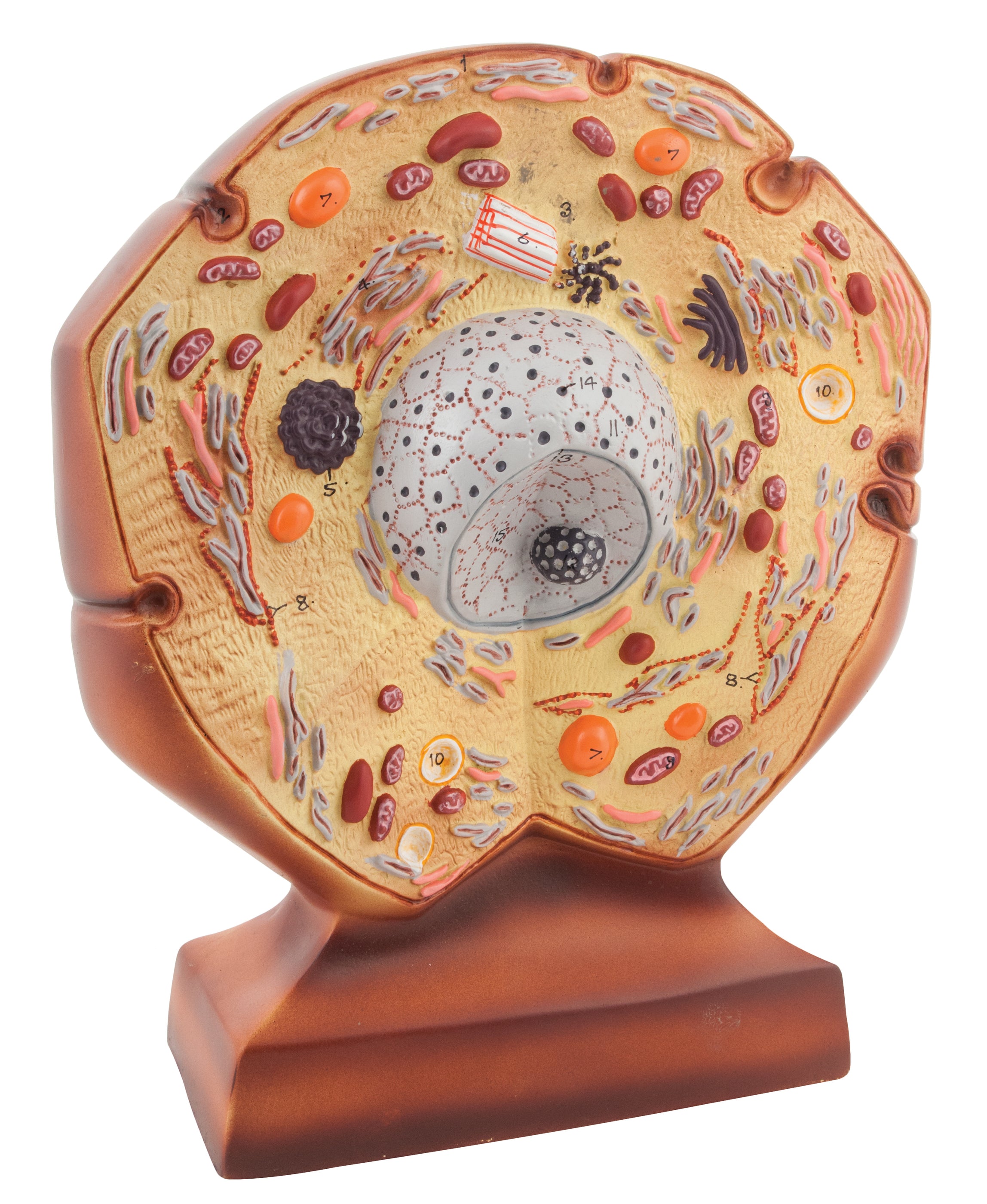 Model Animal Cell — Eisco Labs