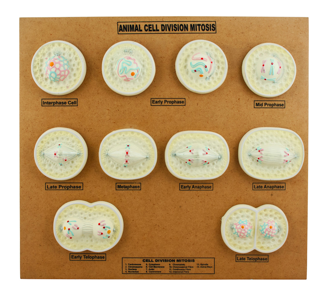 EISCO Animal Cell Mitosis Model — Eisco Labs
