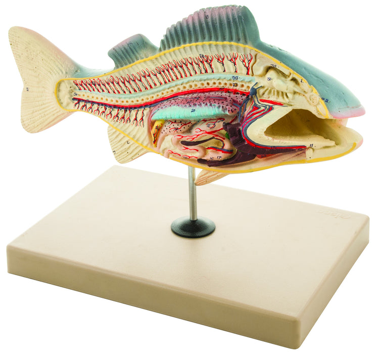 Dissection Animals Dissection Kit 3D Fish Dissection Model, 14 Length ...