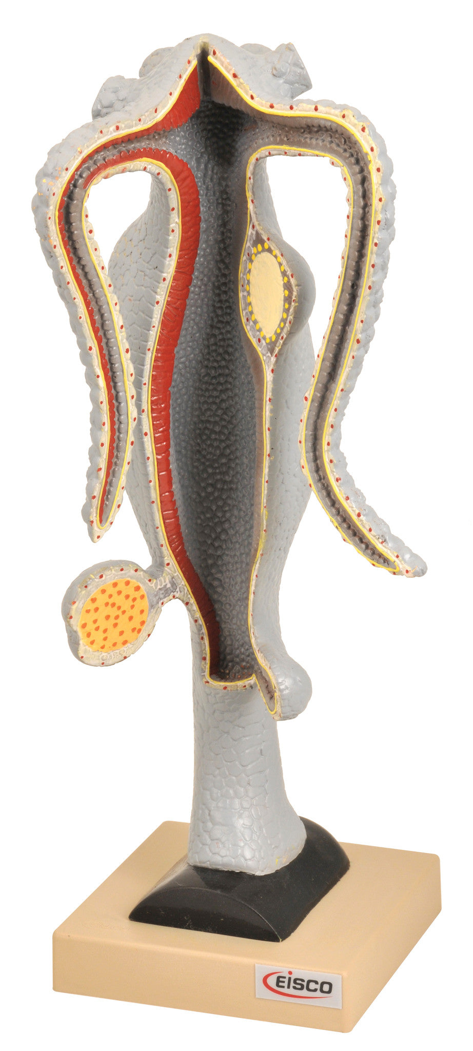 Model Hydra — Eisco Labs