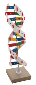 DNA Model Kit — Eisco Labs