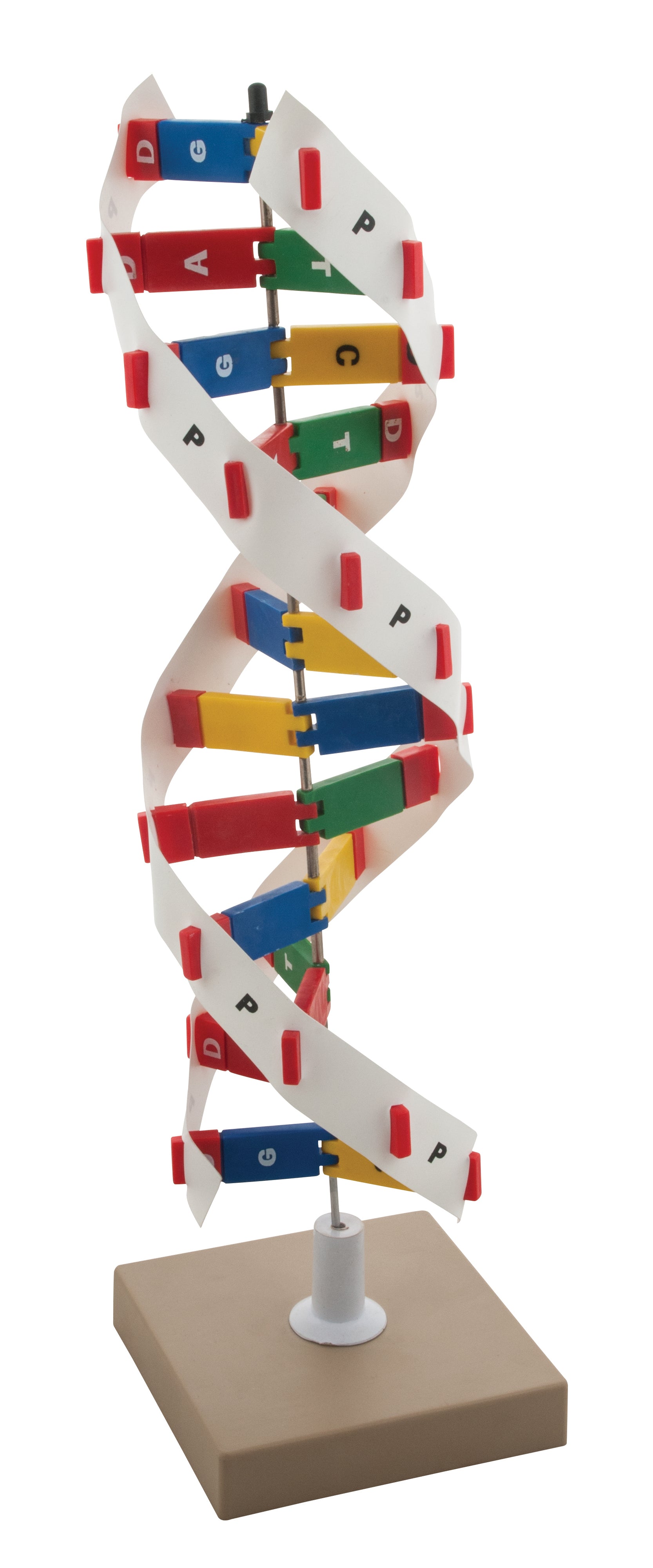 DNA Model Kit — Eisco Labs