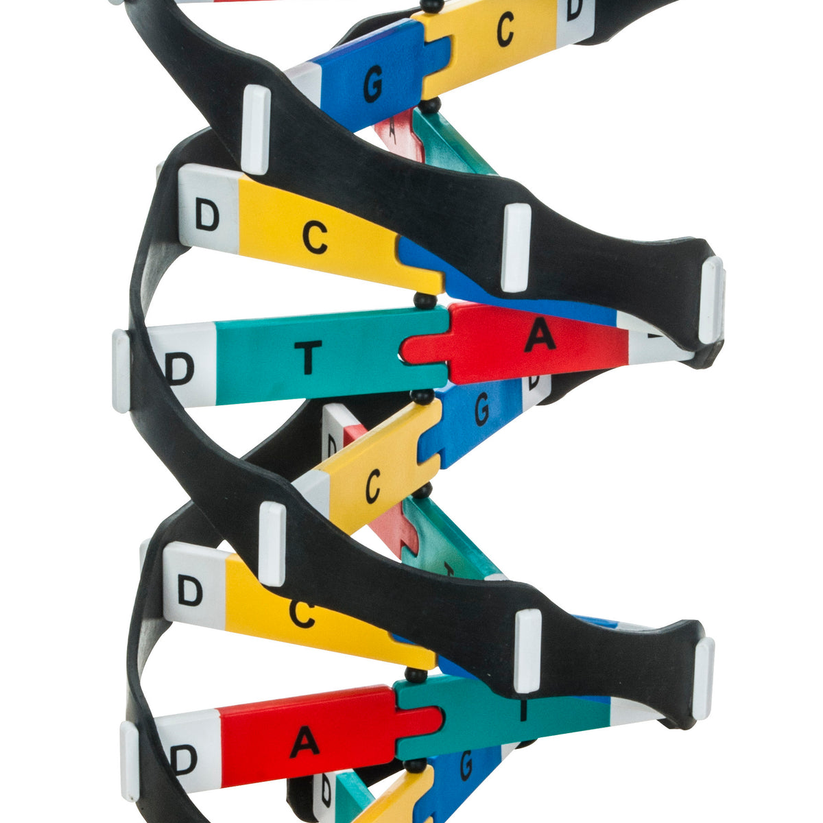 DNA Model Kit — Eisco Labs