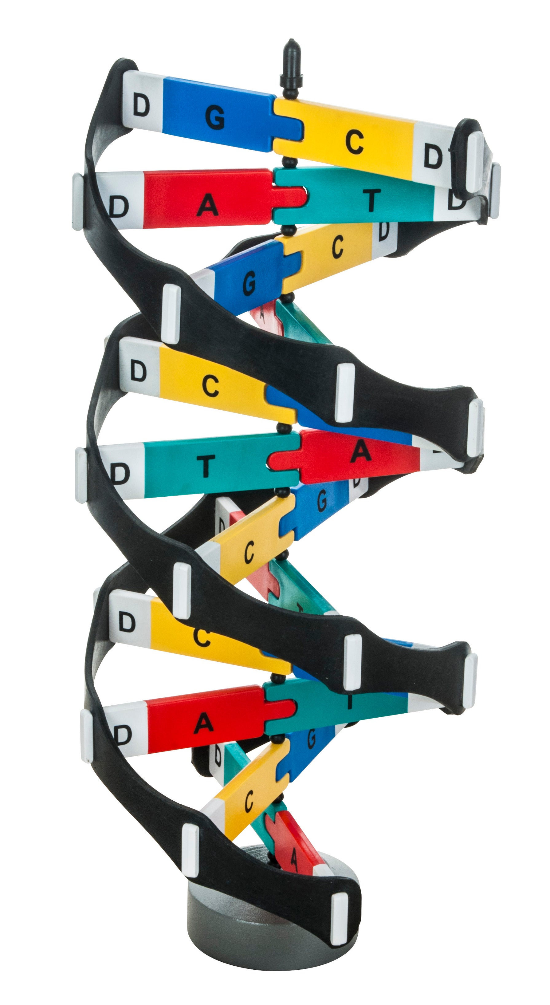 DNA Model Kit — Eisco Labs