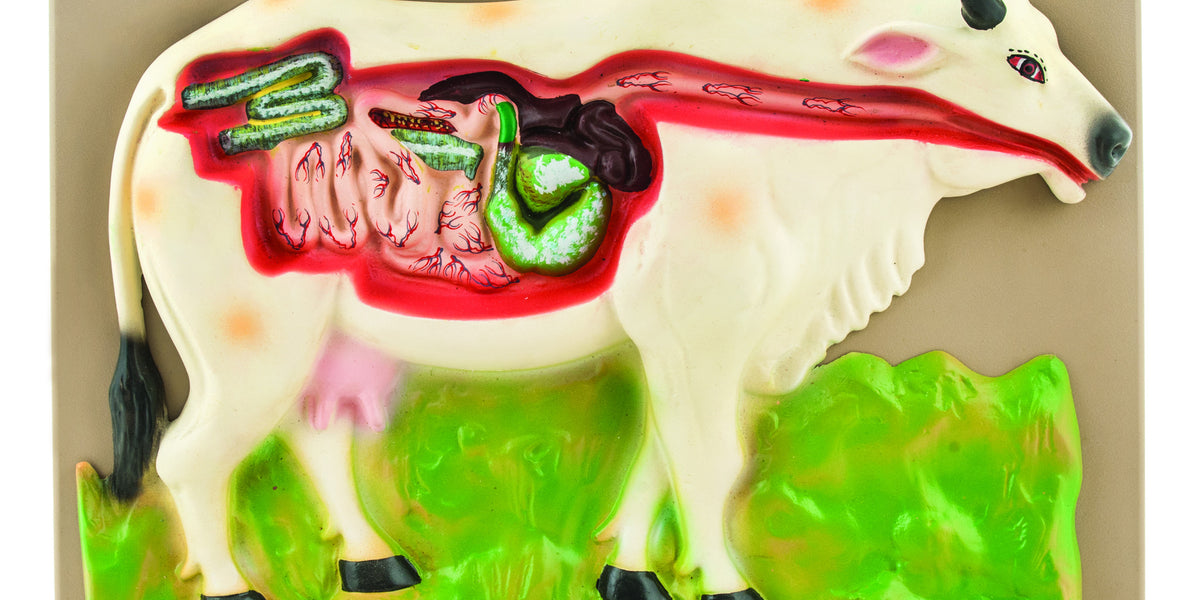 Eisco Labs Cow Digestive System Model