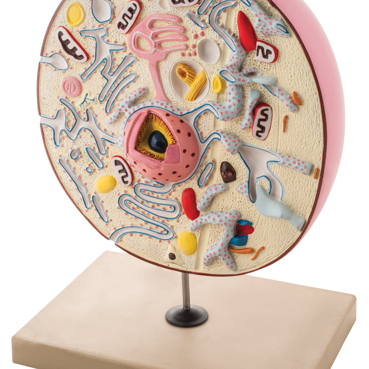 Animal Cell 3D — Eisco Labs