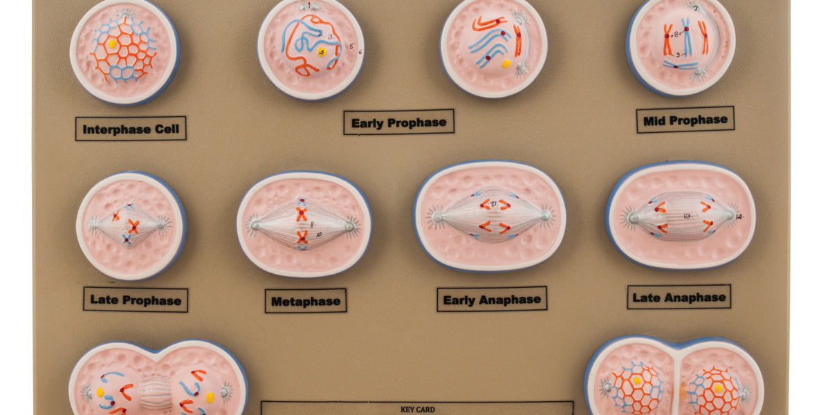 Model Animal Cell Division Mitosis - Mini — Eisco Labs