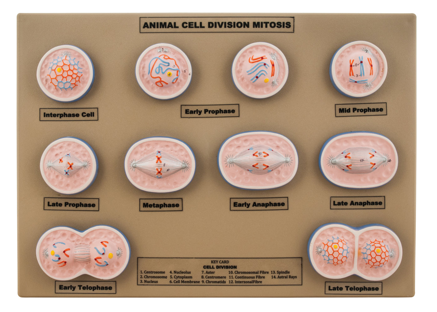 Mitosis Stages In Animal Cells