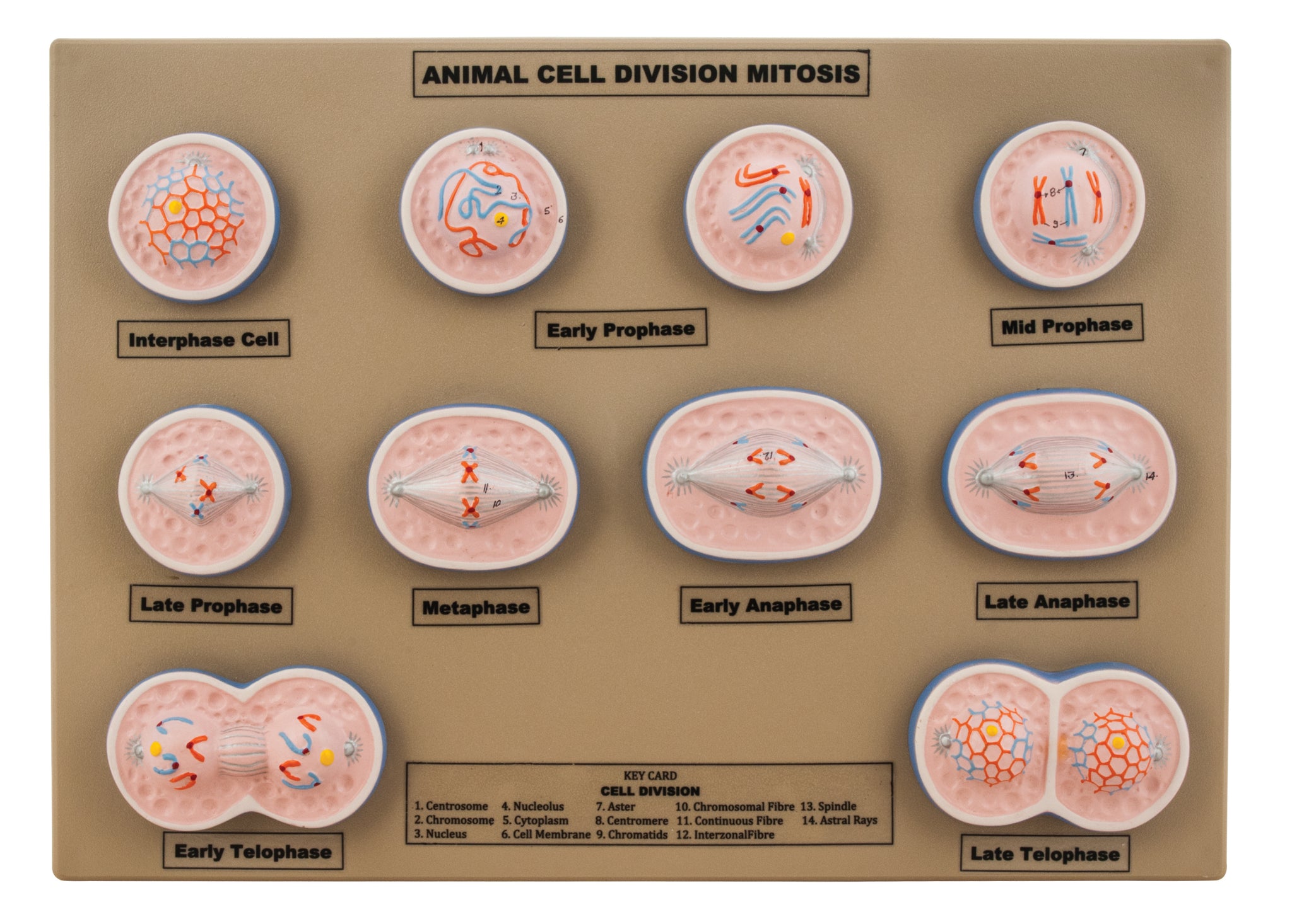 Zoology Models — Eisco Labs