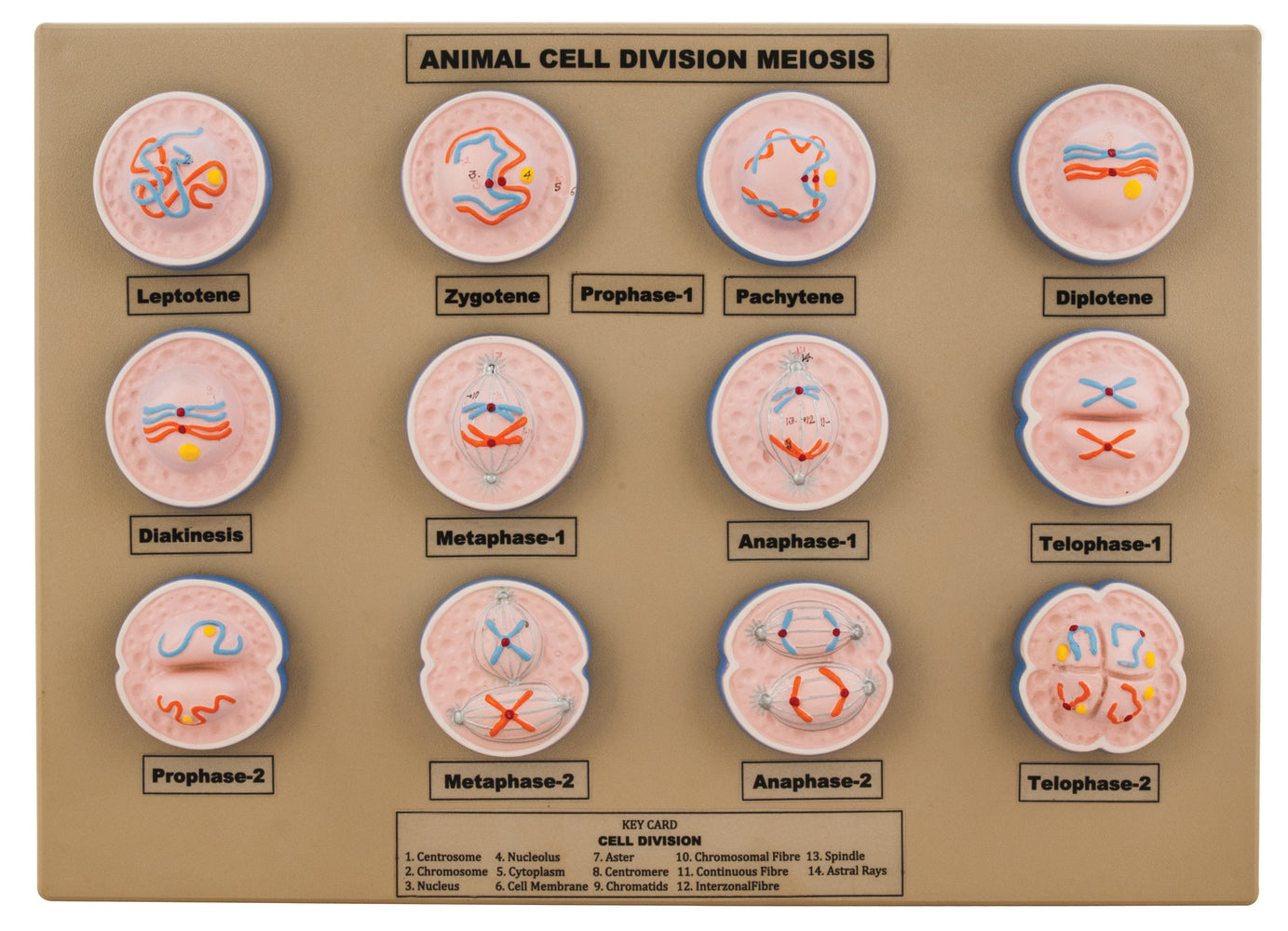 Mitosis Animal Cell