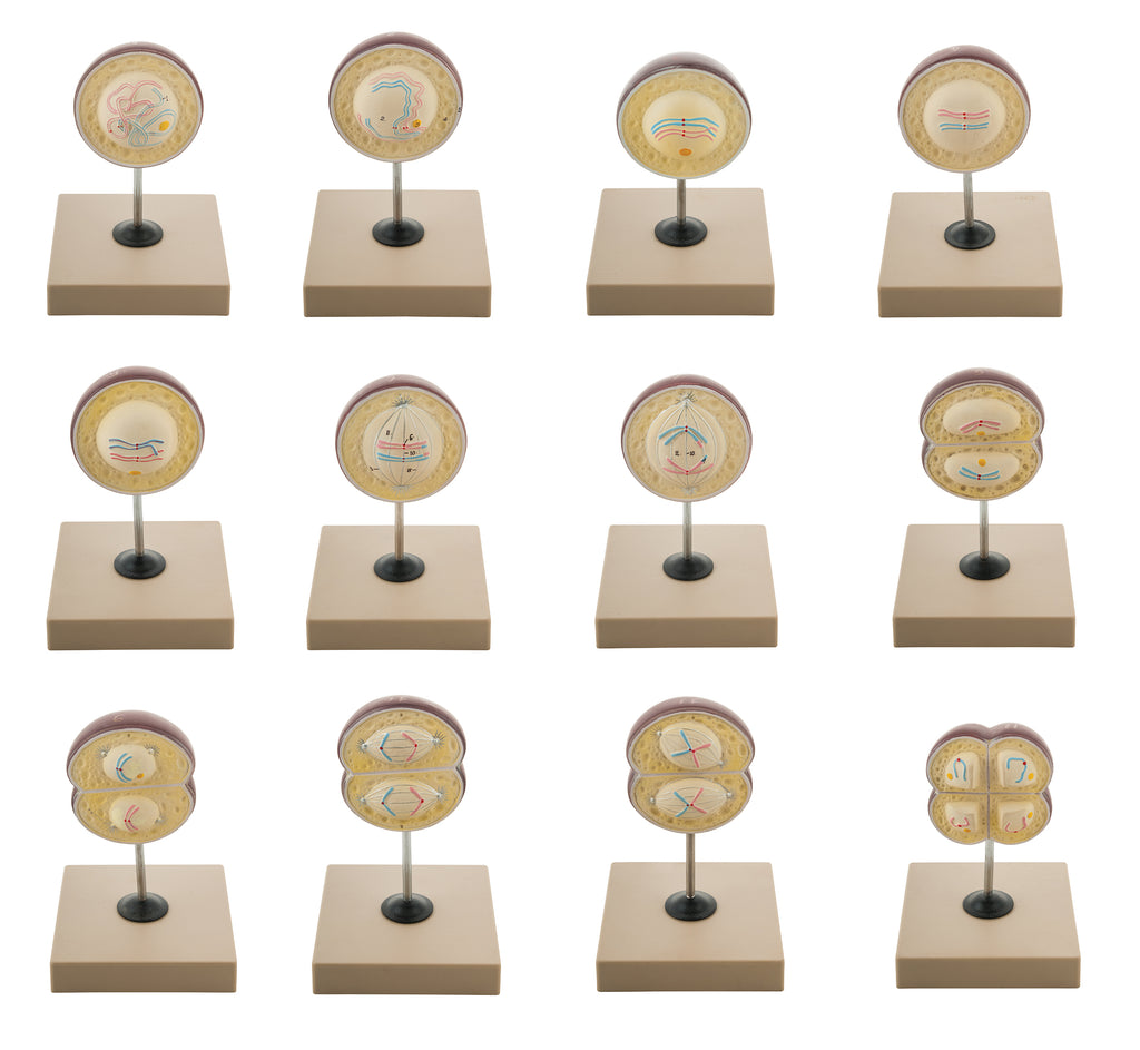 Zoology Models — Eisco Labs