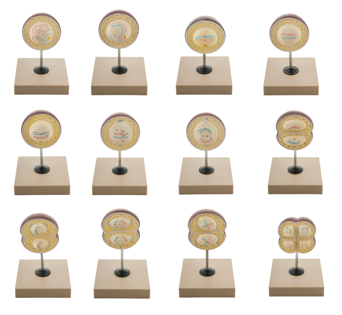 Model Animal Cell Division Meiosis - Set of 12 — Eisco Labs