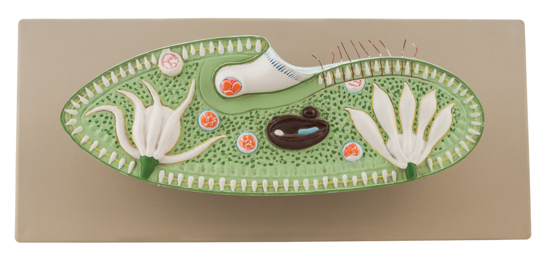 Paramecium 3D — Eisco Labs