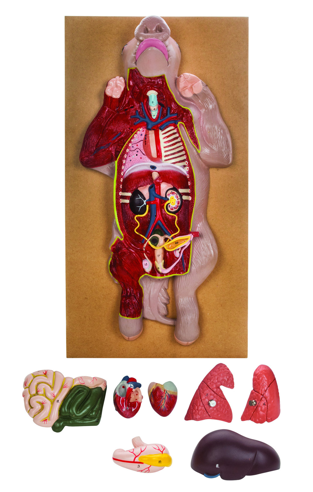 Zoology Models — Eisco Labs