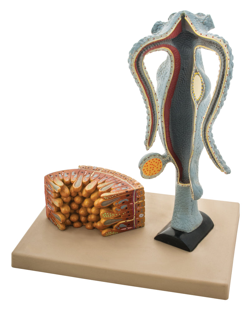 Hydra & Fresh Water Pulp — Eisco Labs