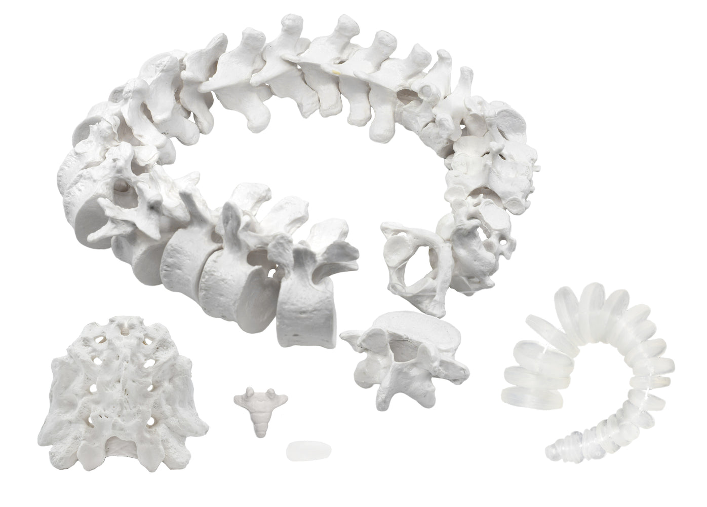 Disarticulated Human Spine Model, 50 Parts - Vertebrae, Sacrum, Coccyx ...