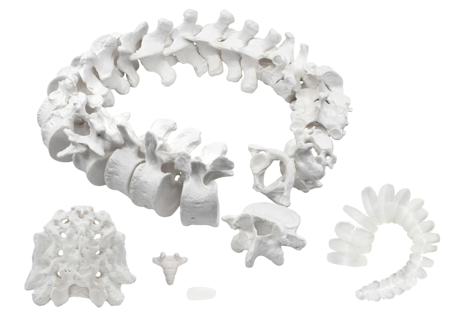Human Skeletons & Bones — Eisco Labs