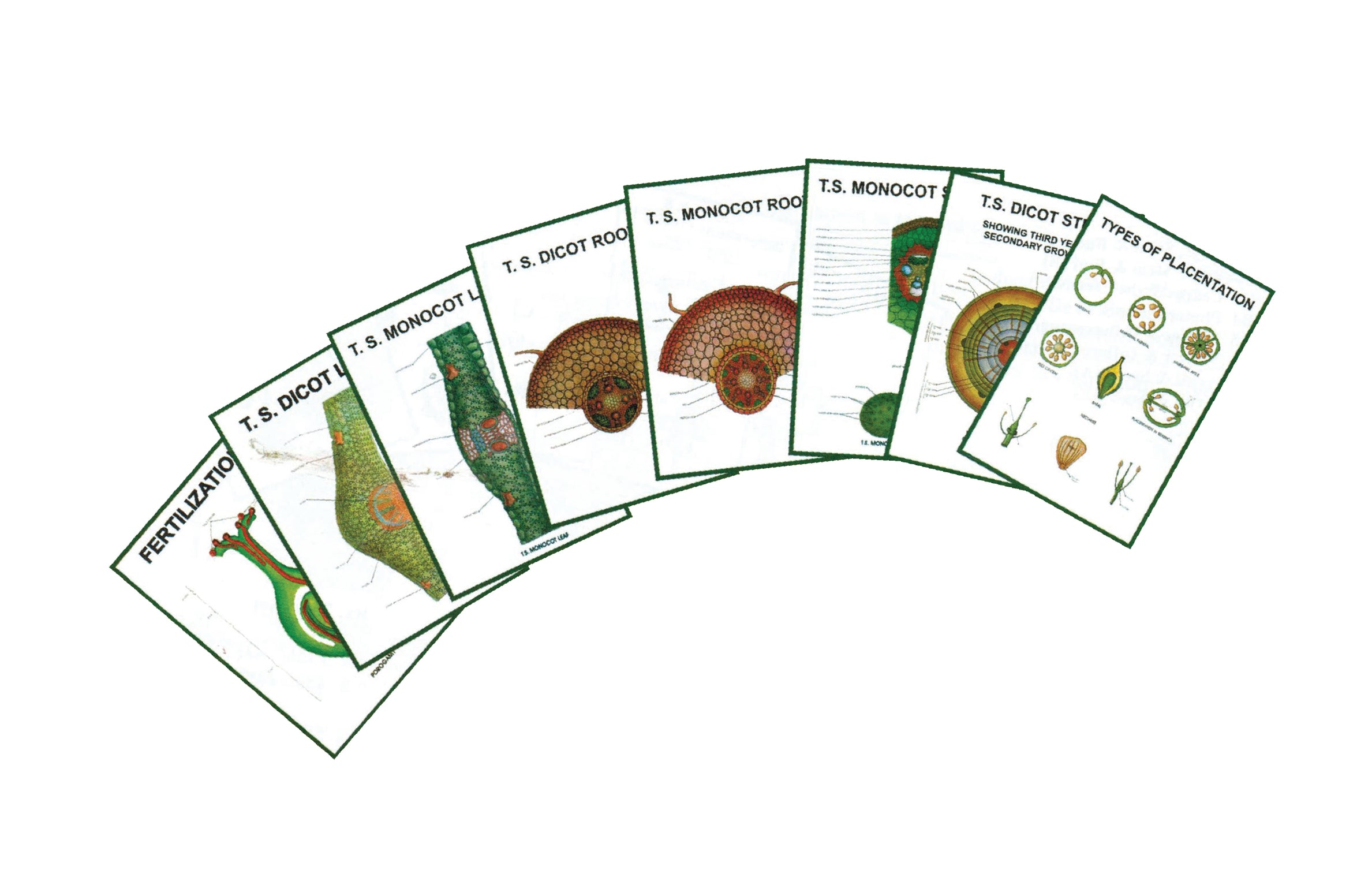 CHART - GENERAL BOTANY MODELS-III — Eisco Labs