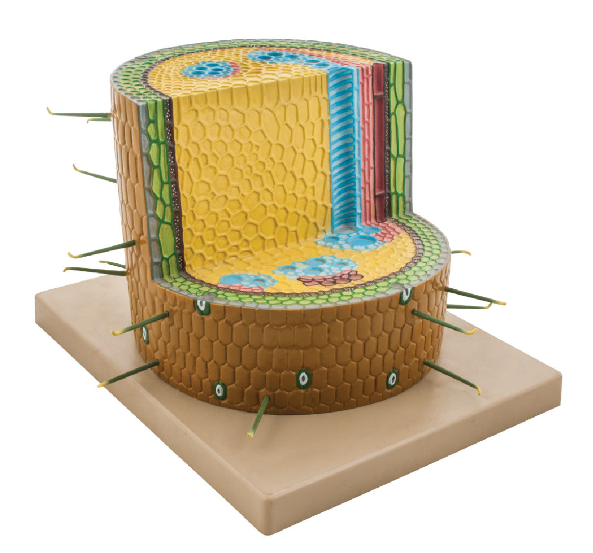 Cross Section Of Stem