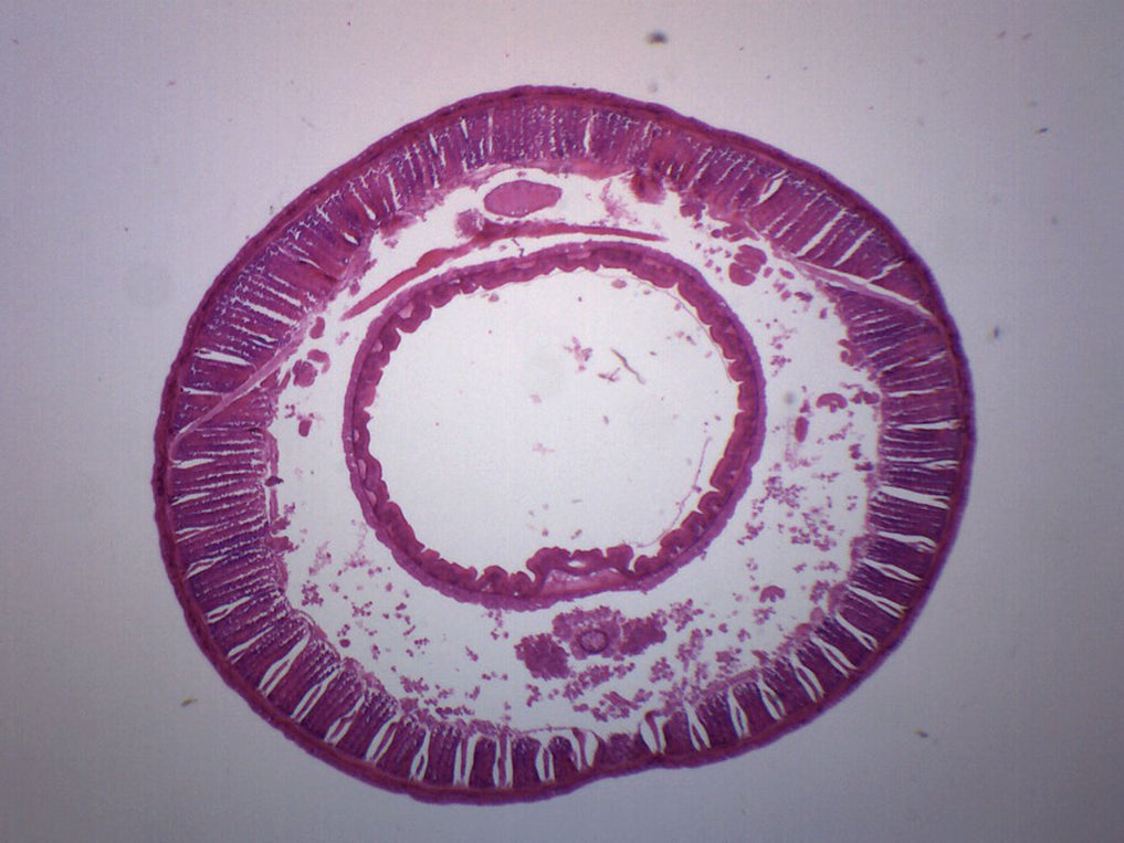 Earthworm Composite - Cross Section - Prepared Microscope Slide - 75x2 ...