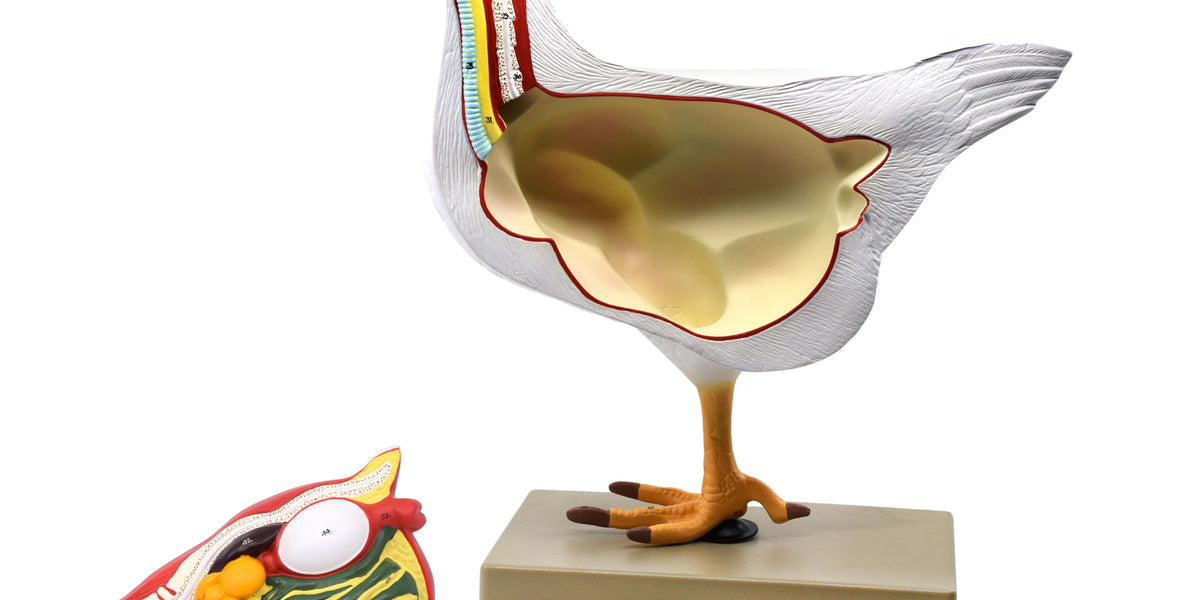 Chicken Anatomy Model