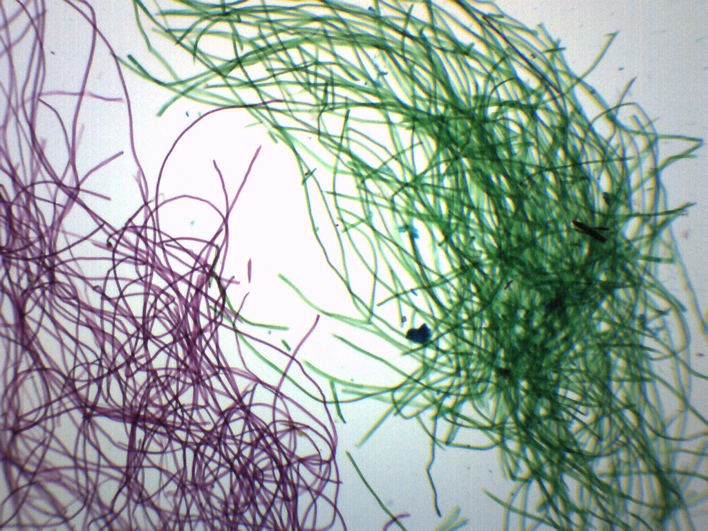 Silk Textile Fibers - Wholemount - Prepared Microscope Slide - 75x25mm ...