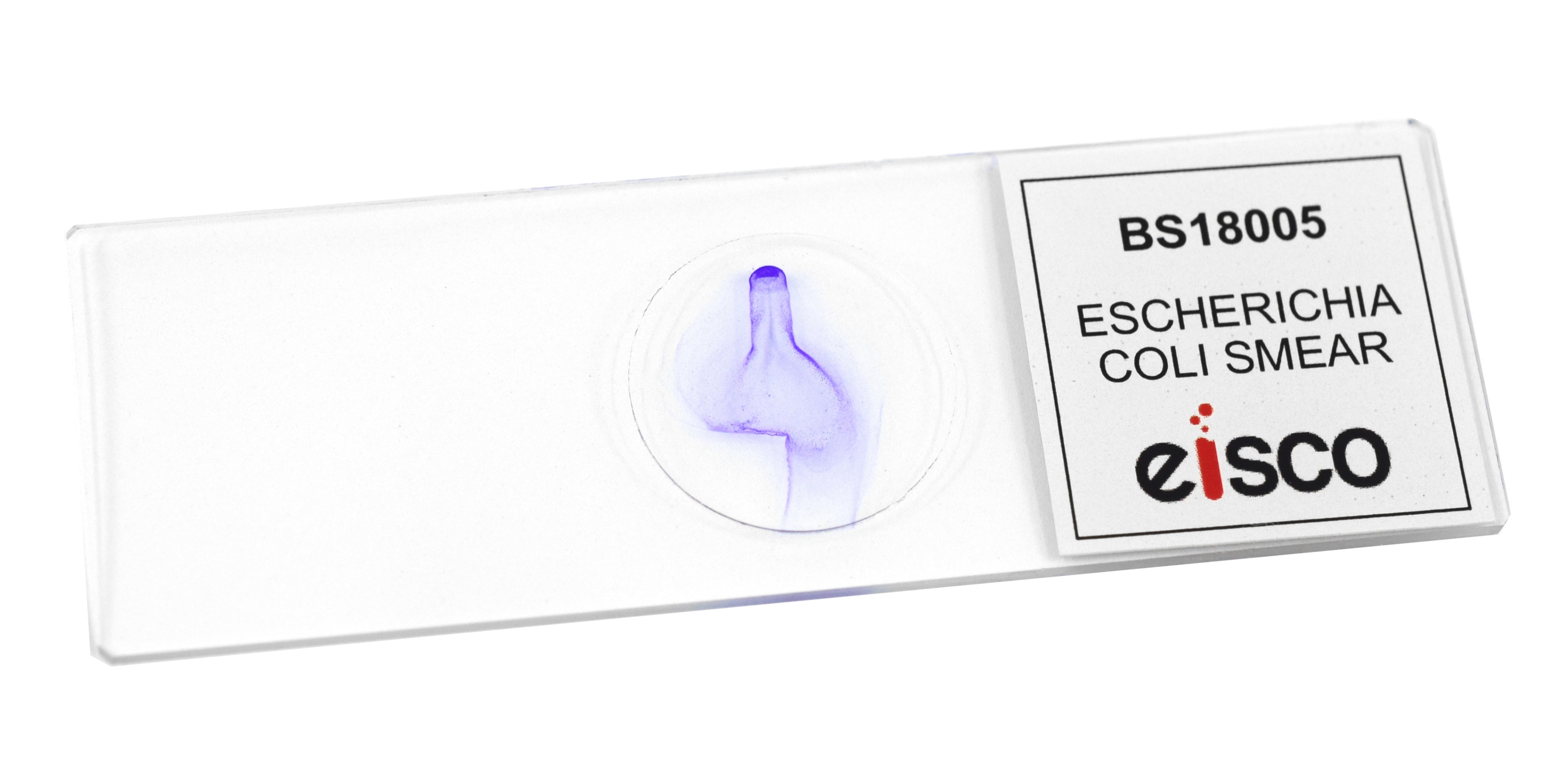 Escherichia Coli Smear - Prepared Microscope Slide - 75x25mm — Eisco Labs
