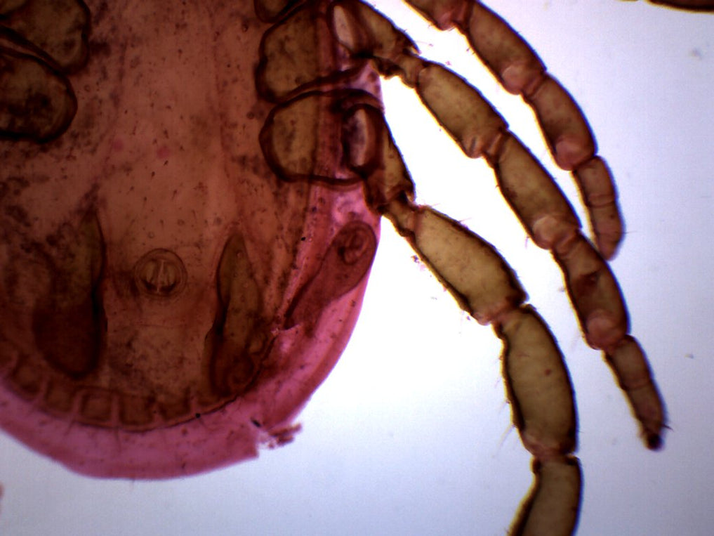 Histology Tick - Wholemount - Prepared Microscope Slide - 75x25mm ...