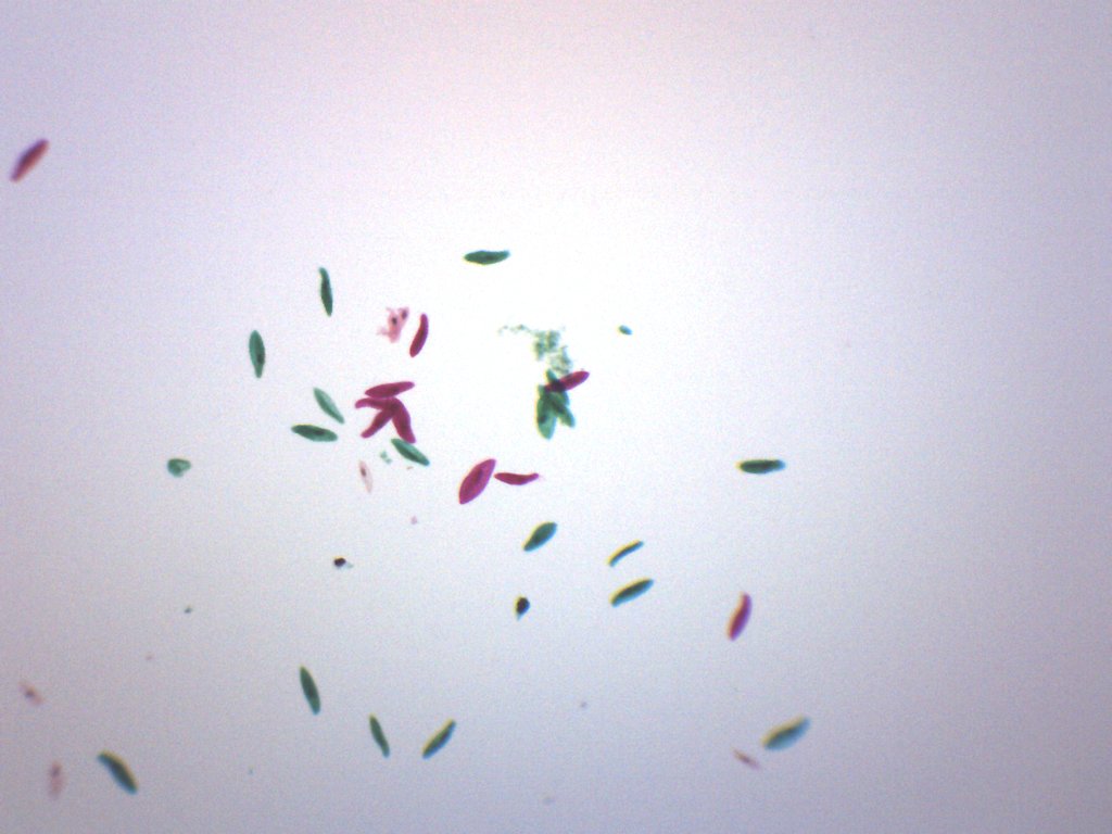 Euglena Slide