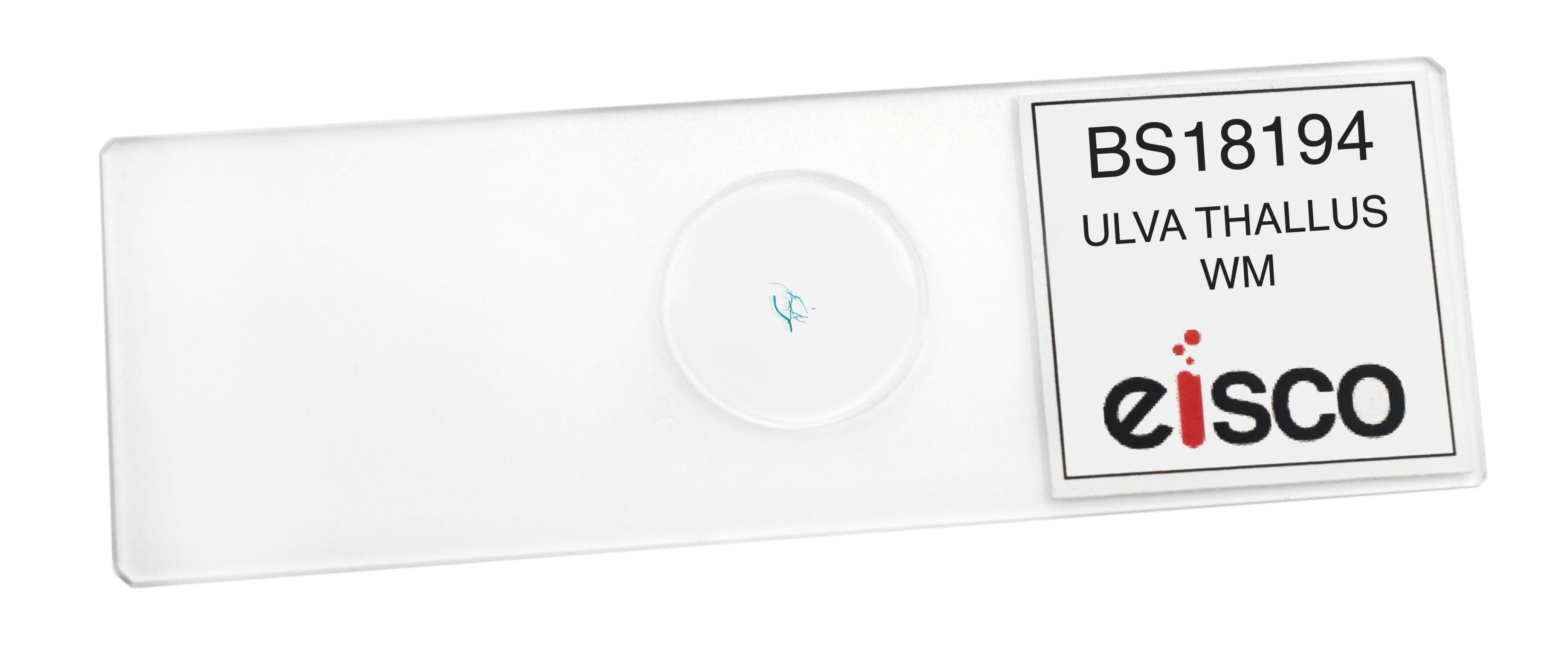 Ulva Thallus (Sea Lettuce) - Prepared Microscope Slide - 75x25mm ...