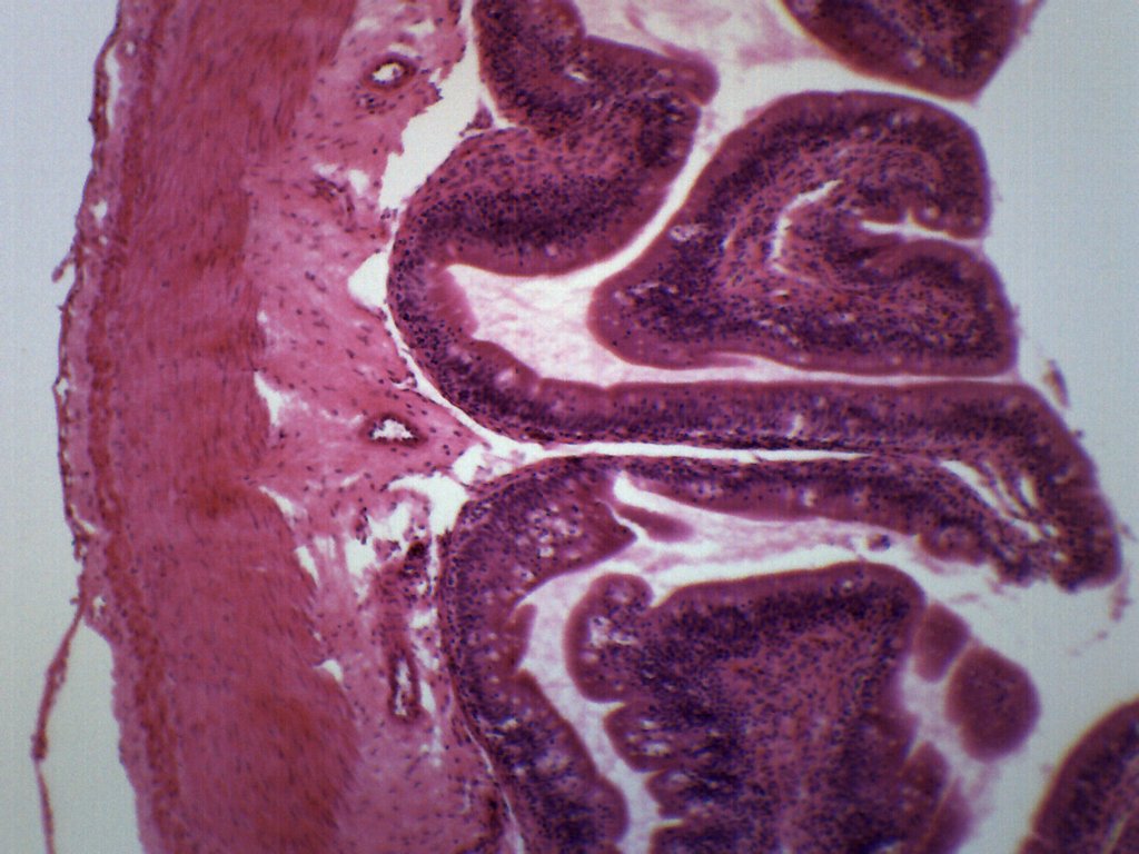 Intestine Slide Labeled