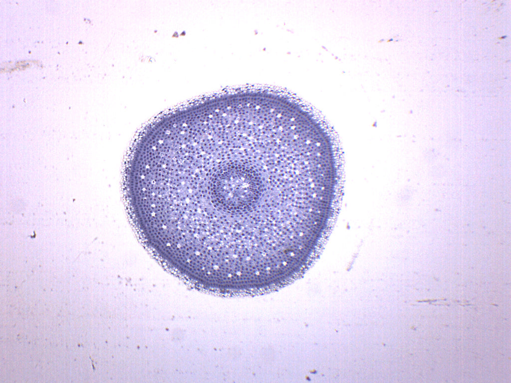 Lilium Root Tip - Prepared Microscope Slide - 75x25mm — Eisco Labs