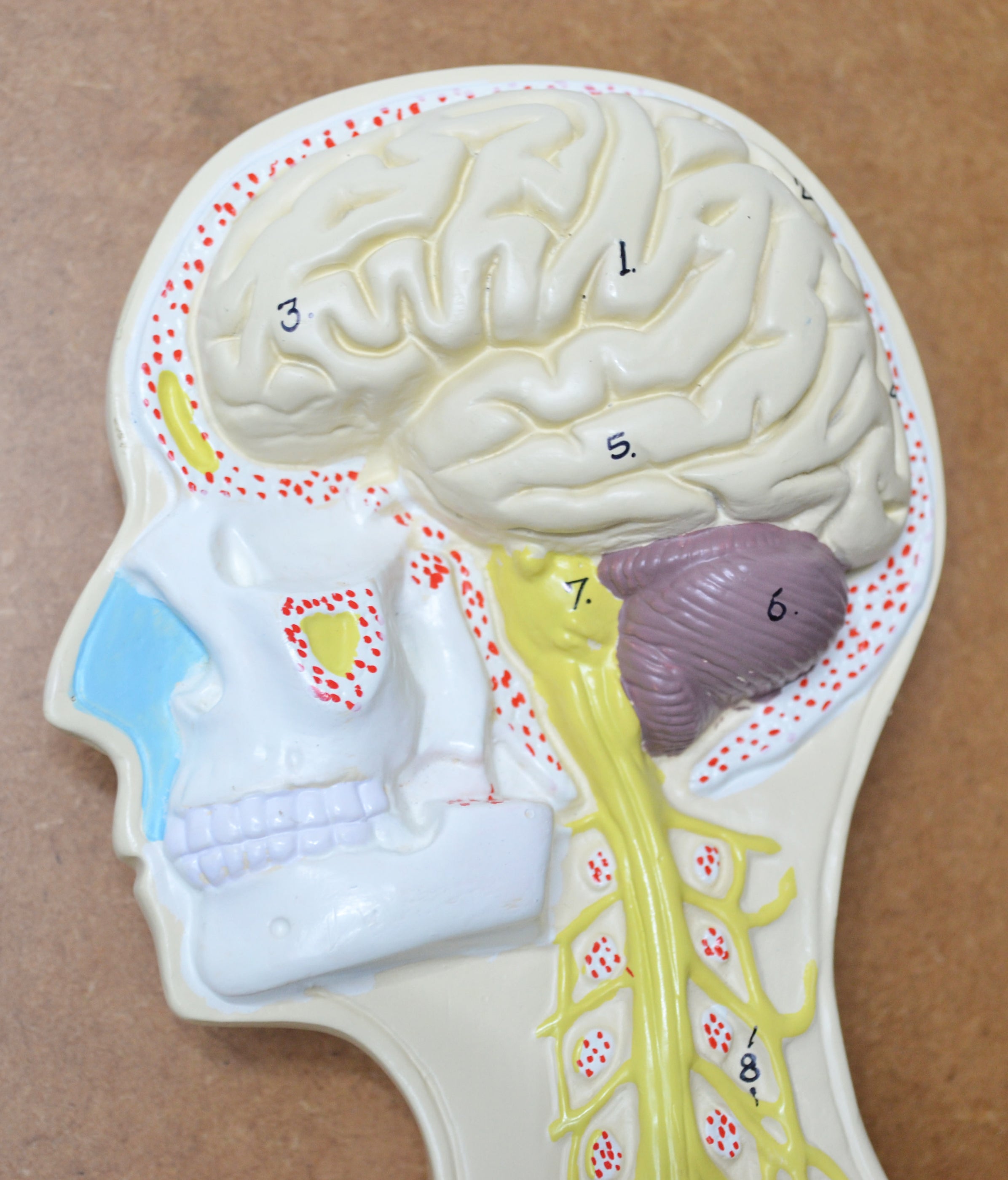 Nervous System Model, 32 Inch - Mounted - Includes Keycard - Great for ...