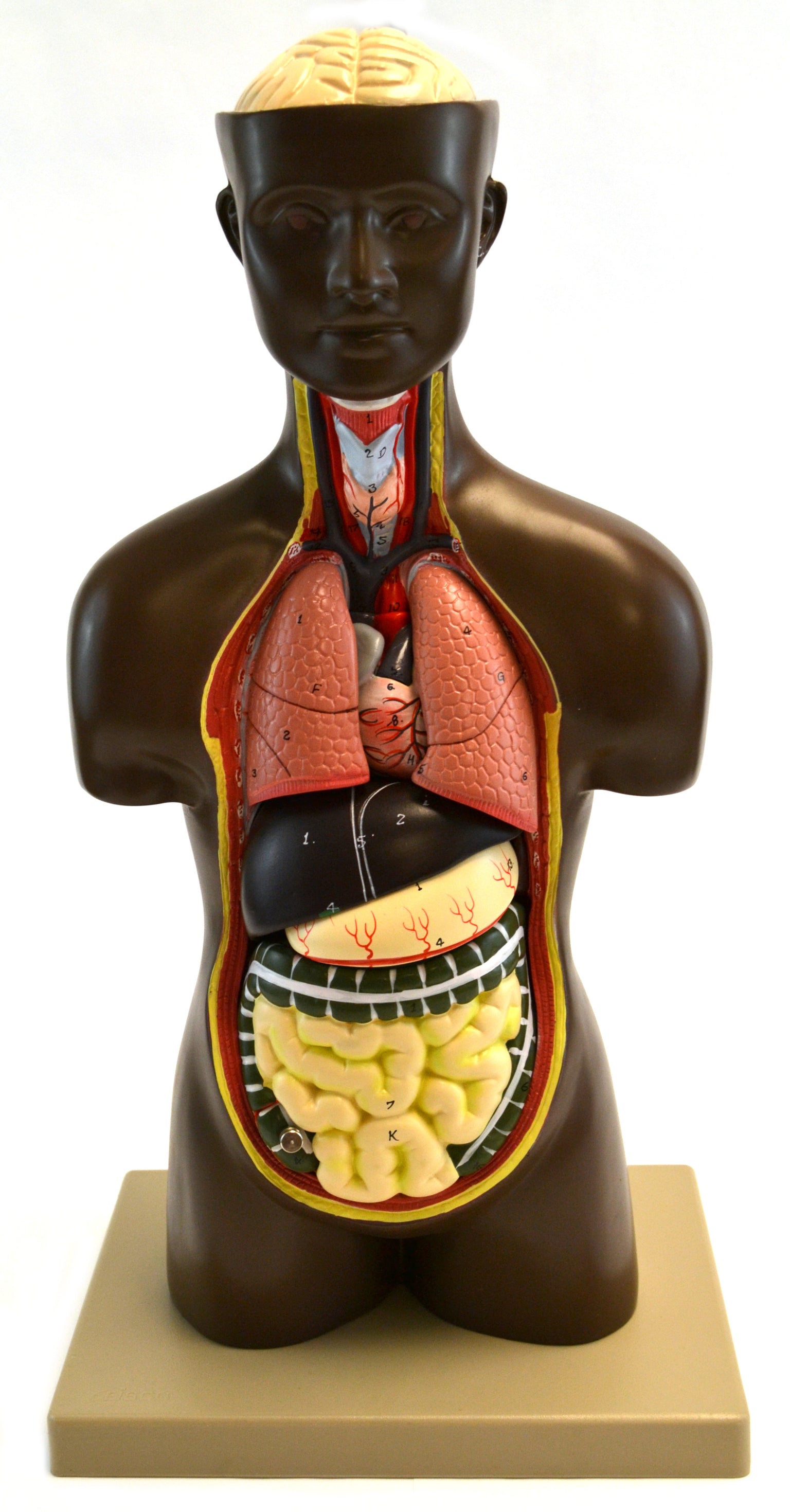 Featured Human Anatomy Models — Eisco Labs
